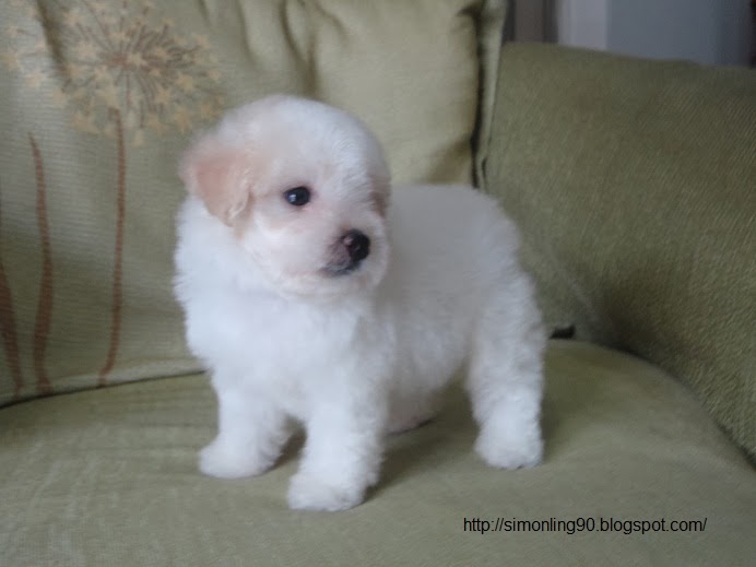 Welcome To: YouAndMePets Enterprise: [Sold Out]White Tiny Toy Poodle 2