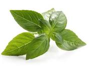 "BASIL" or BALANOY in Tagalog
