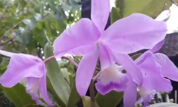 Penjelasan Lengkap Bunga Anggrek Cattleya Bunga Sampai Penangkaran ...
