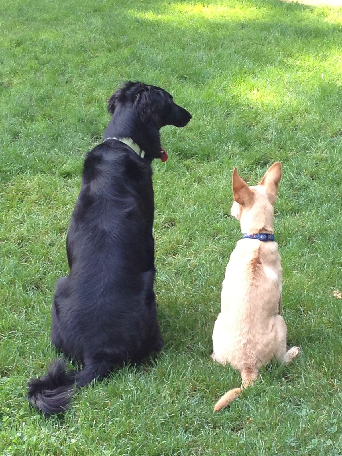 My Formosan Mountain Mix: Our Little Socialite OR Are there cultural ...