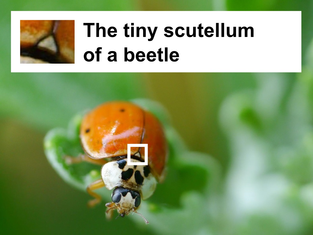 Real Monstrosities: Beetle Fly