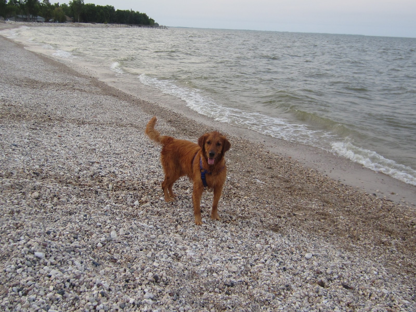 Adventures with Linda and Sea-Enna: MY DOG'S "BATHING SUIT"