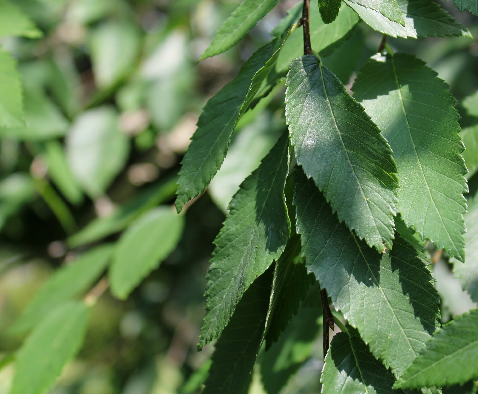 The Nature of FishHawk Ranch by Steve Meador