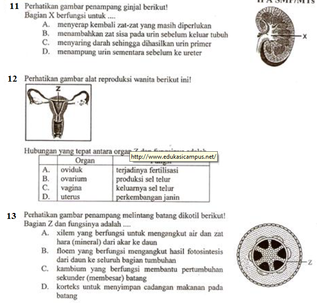 Intan Nirmala Blog's: Kumpulan Soal- Soal Ujian Nasional IPA Biologi SMP Intan Nirmala Blog's: Kumpulan Soal- Soal Ujian Nasional IPA Biologi SMP