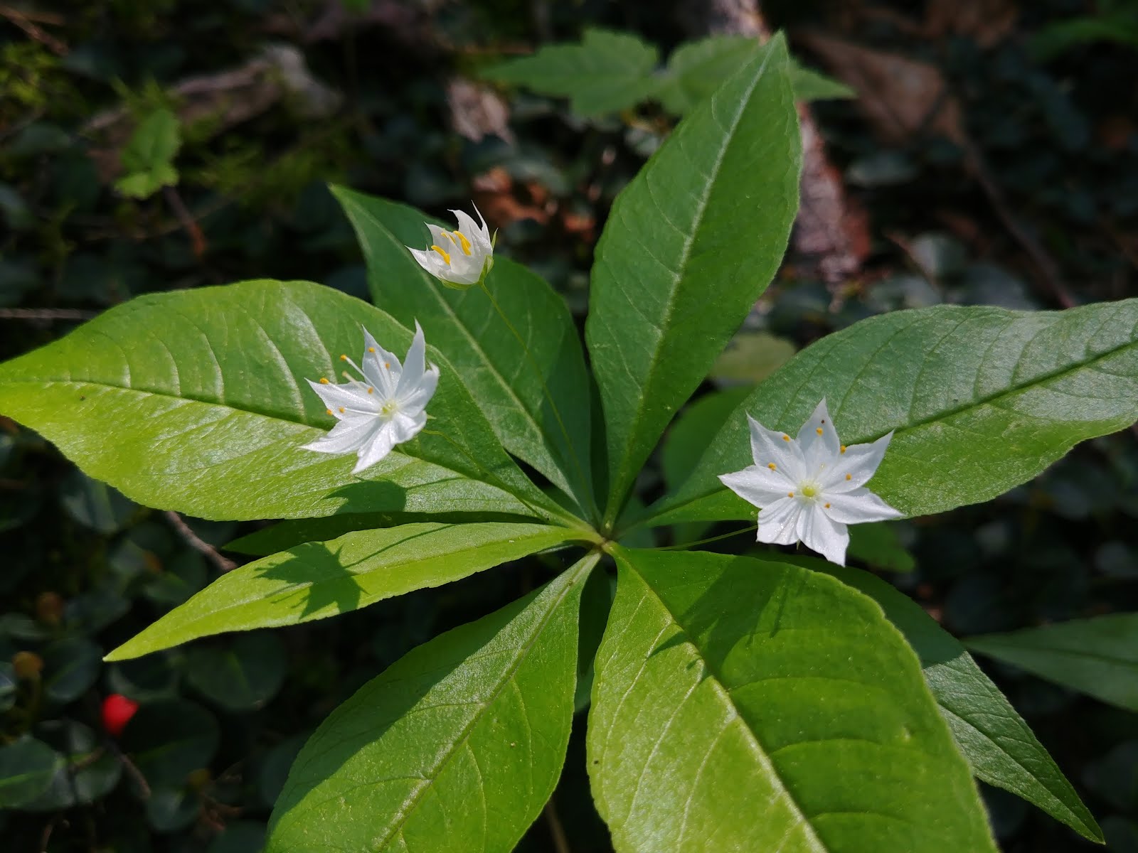 Plant Progression: Starflower and Cucumber Root