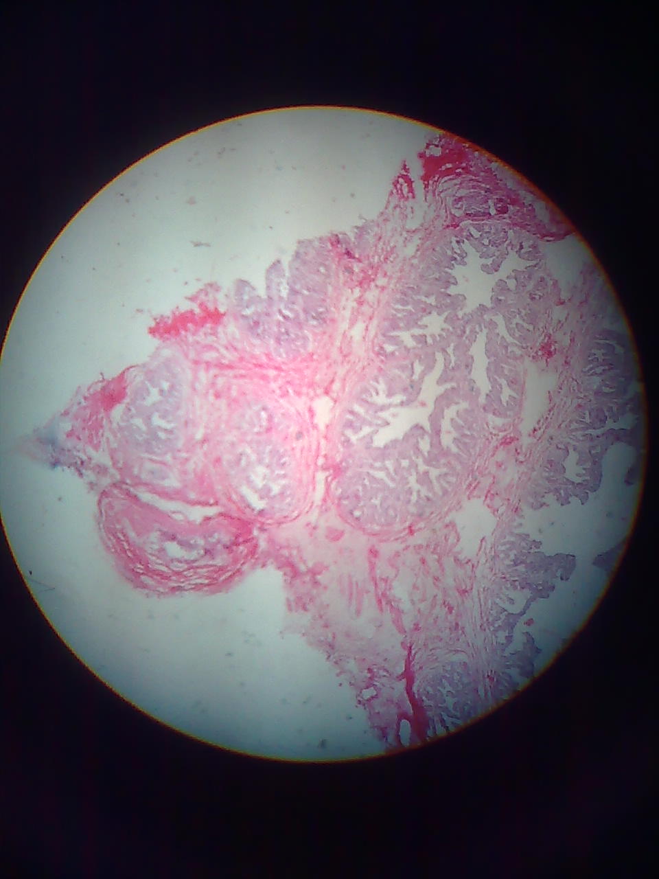 masita's blog: Praktikum Embriologi Hewan Sesion 1