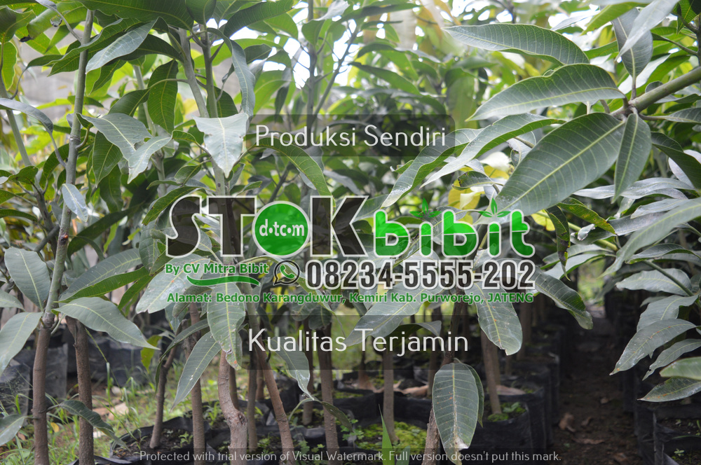 Bisbul buah bisbull - bibit mangga agrimania