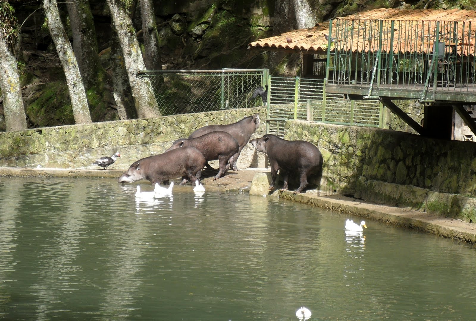 Parque Zoológico Chorros de Milla - ZooHispania
