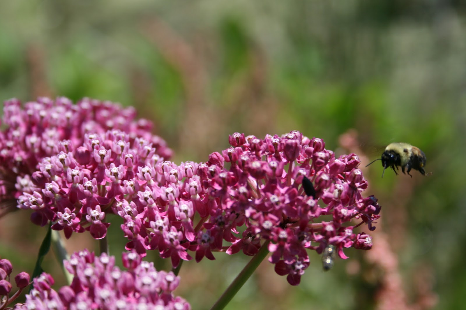T h e | D e e p | M i d d l e: Nebraska Wildflowers Day 3 -- Milkweed