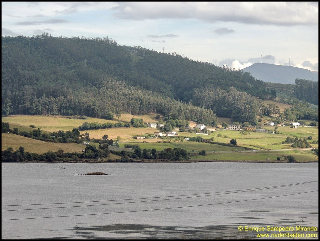 Ría de Ribadeo: Regresan as aguias pescadoras á Ría de Ribadeo