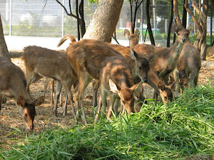 Rusa Timorensis Malaysia: PENGURUSAN TERNAKAN RUSA DI MALAYSIA