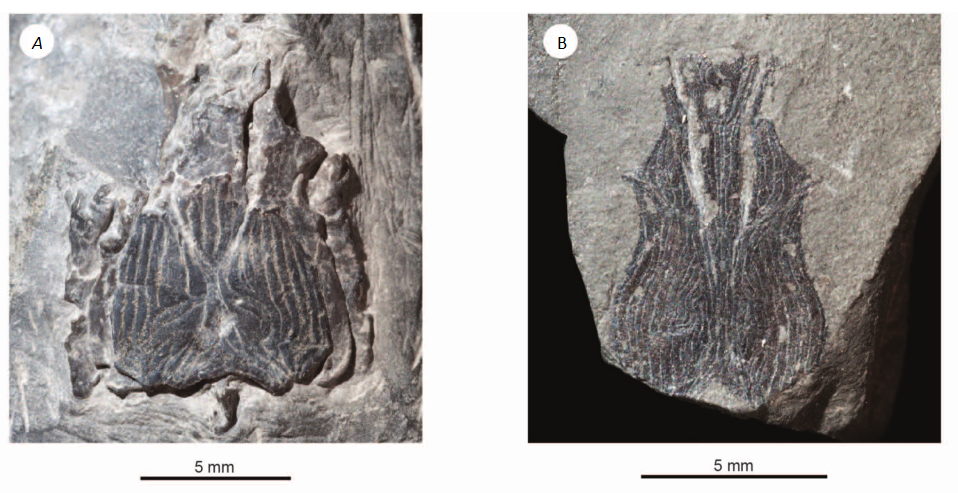 PaleoStories: Janusiscus e la terra di mezzo degli gnathostomi (Parte 1)
