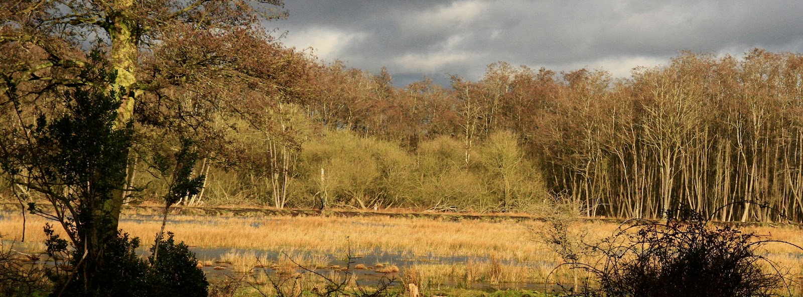 The Breckland Birder: Hockham, Norfolk