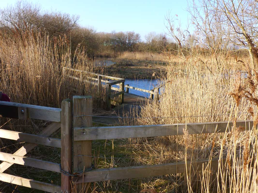 Soggibottom: Girl Rona in Teignmouth and Dartmoor -3 deg c.