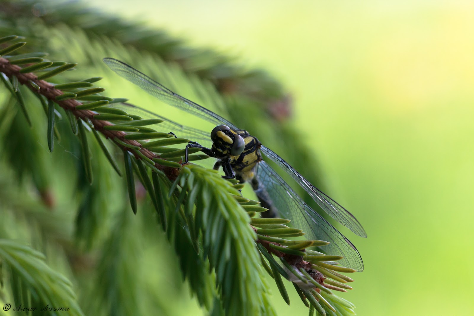 Fotoblogi: Meenutusi eelmise aasta kevadest