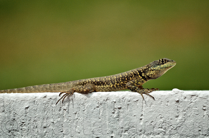 Captando a Luz: Calango