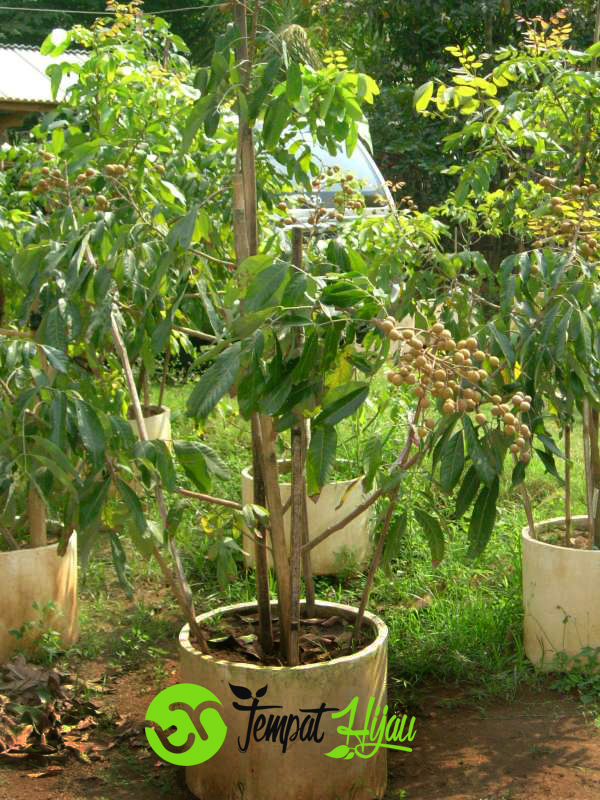 Tata Cara Menanam Dan Merawat Lengkeng Dalam Pot - Tempat Hijau