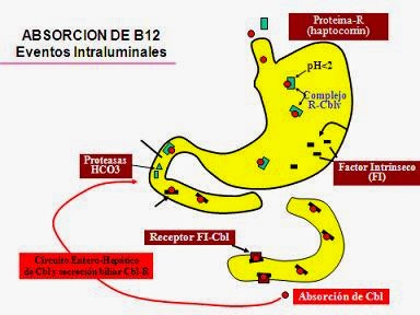 Plantas,flores y vida: Cierre. Vitamina B12 y Vitamina C