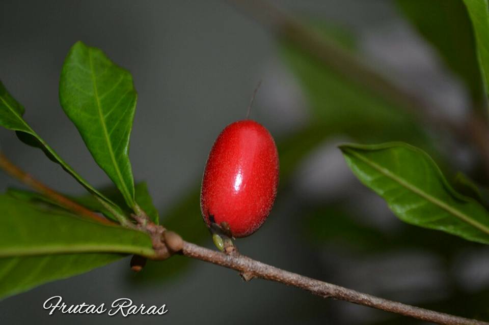 Synsepalum dulcificum - Fruta-do-milagre, Fruta-milagrosa; Miracle ...