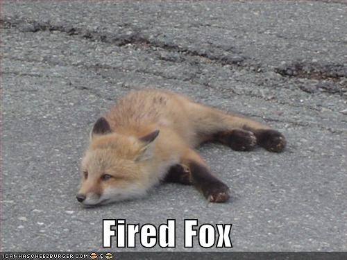 Funny fox pictures |Funny Animal