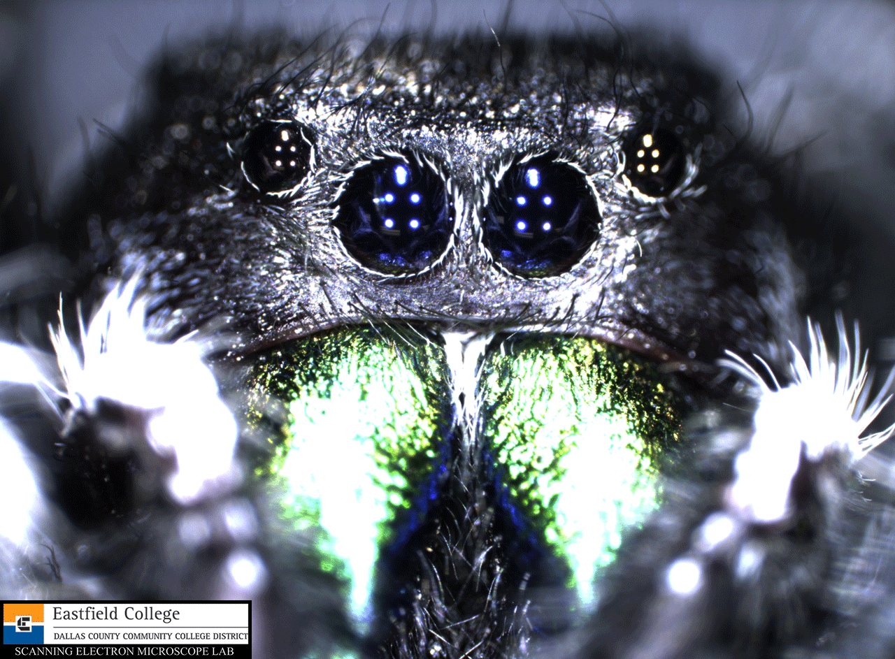 Scanning Electron Microscope Blog: A Jumping Spider