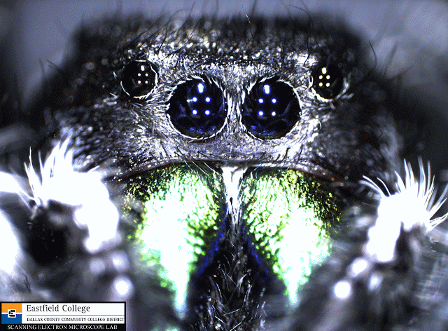 Scanning Electron Microscope Blog: A Jumping Spider