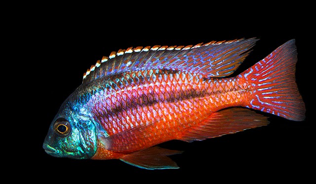 Alma d'Água: Peixes / Perciformes / Cichlidae / Malawi / Haplochromideos