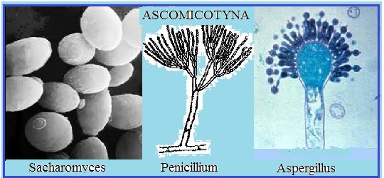 Share about Biology...: Jamur (Fungi)