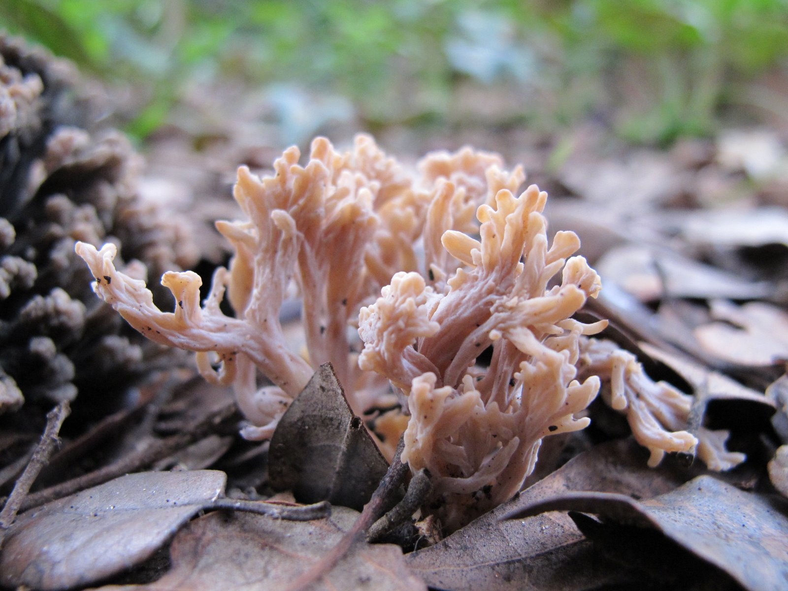 a FUNGHI nel SALENTO e... anche altrove: Clavulina rugosa (Bull) Schröt