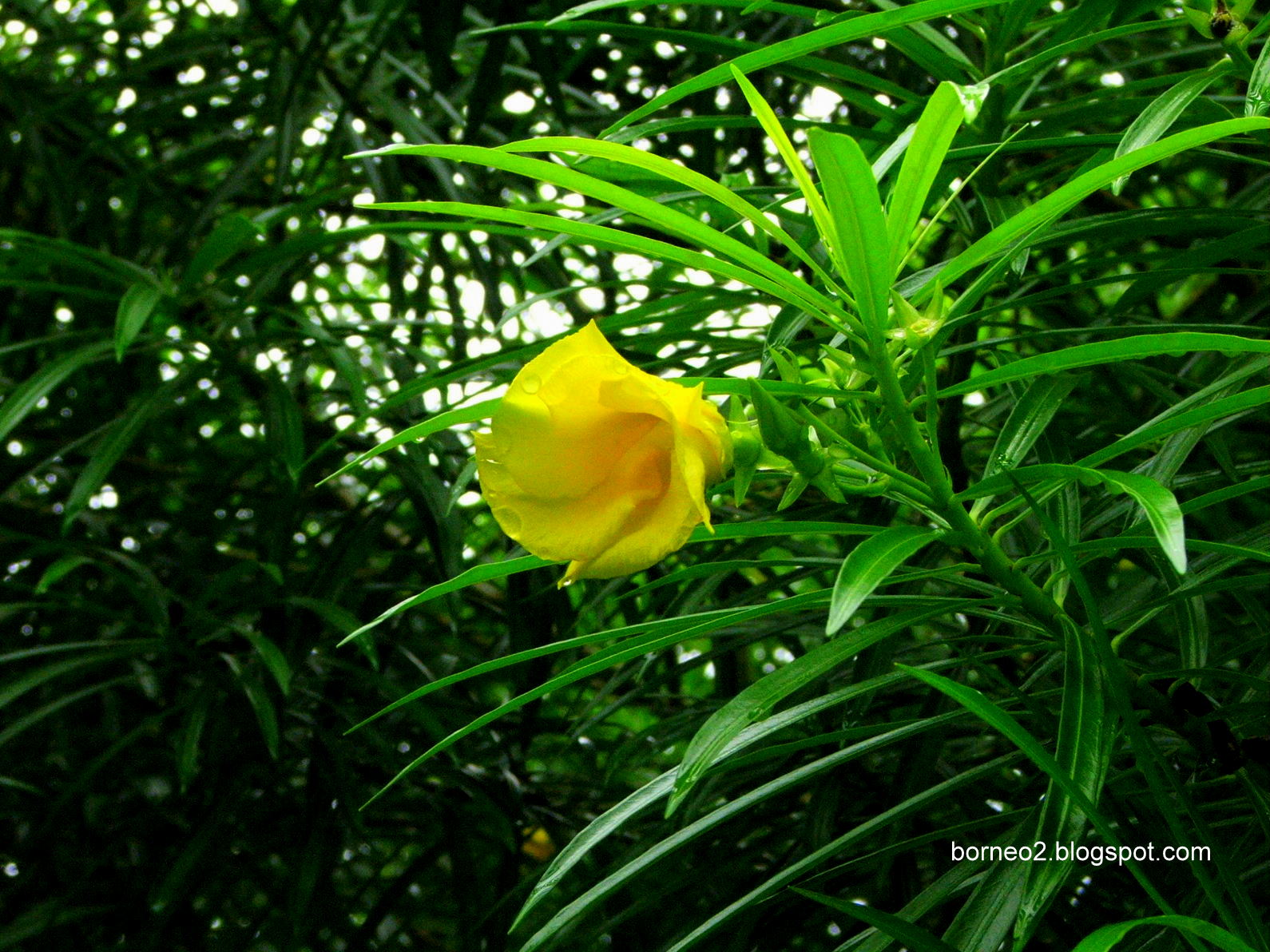 Borneo Island, Awaken To A Different World: Yellow Oleander (Thevetia ...