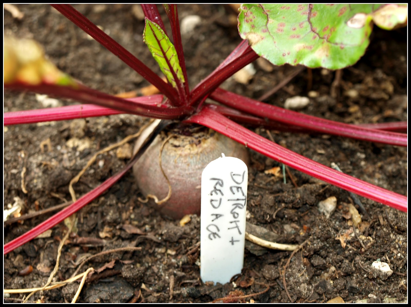 Mark's Veg Plot: Beetroot Tabbouleh