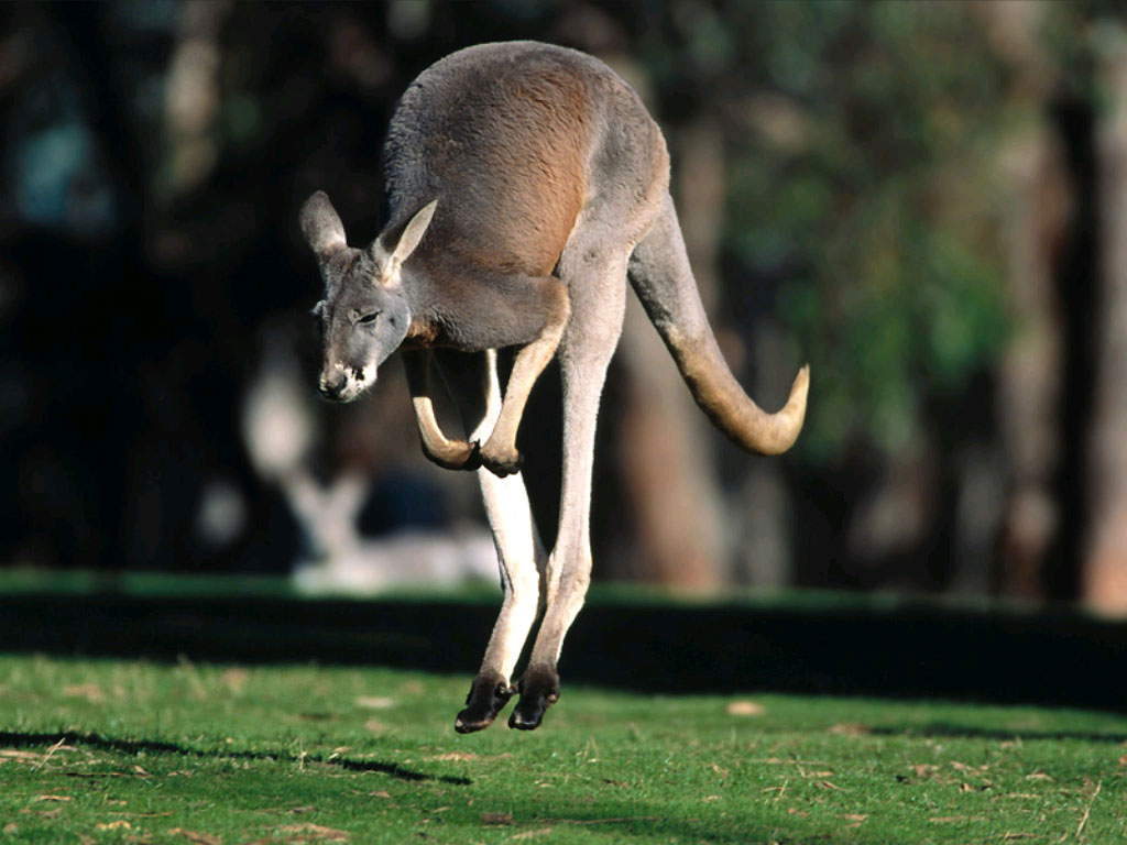 22 fotografías de canguros en su hábitat natural | wallpaper hd ultra