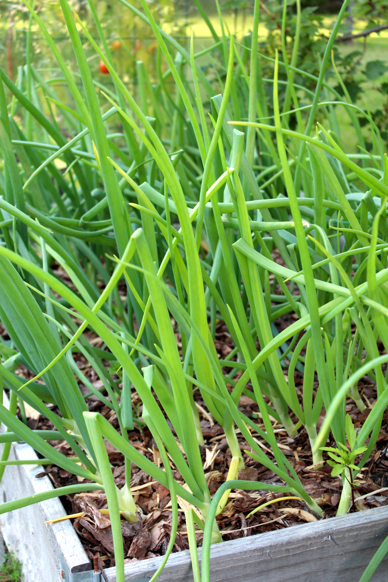 Lopotin Toimelan pihaunelmia: Minikasvihuoneen ja hyötymaan kuulumiset