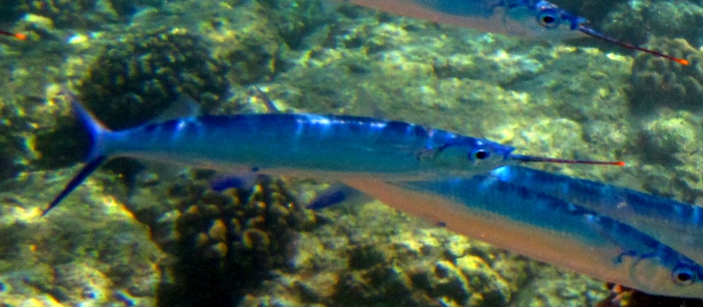 Kona Snorkeling, Fish Watching and Other Adventures: Halfbeak Season