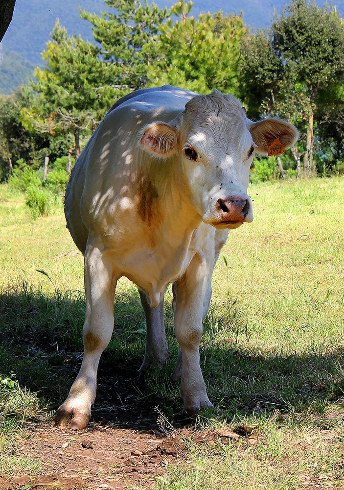Oriol Bargalló: Fotografía - Ternero