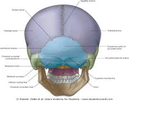 Huesos del craneo: Definiciòn huesos del craneo