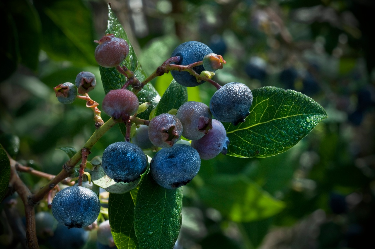 Bailey's Buddy: Blueberries, Nature's Blue Jewels - Photos by Bob Kelly
