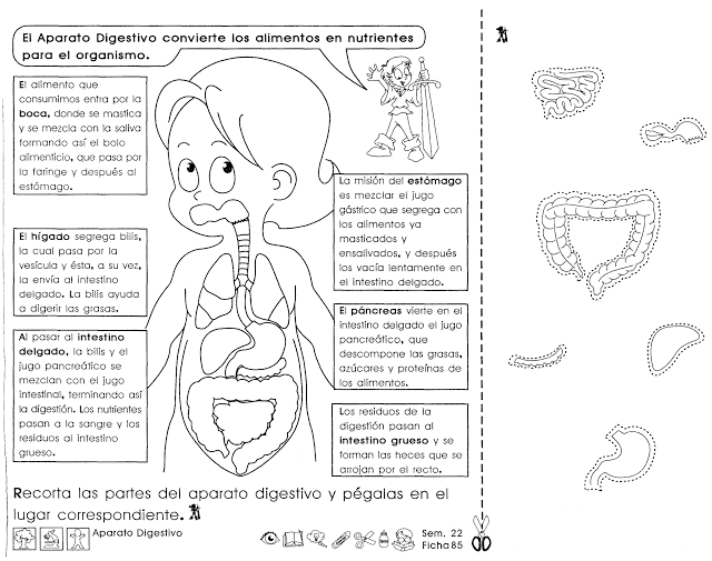 Fichas de Primaria: Ficha del sistema digestivo