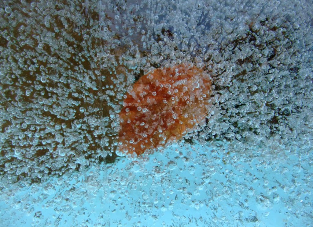 A N D A M E N T O: The ripple, blooming daises, and a whole lot more...