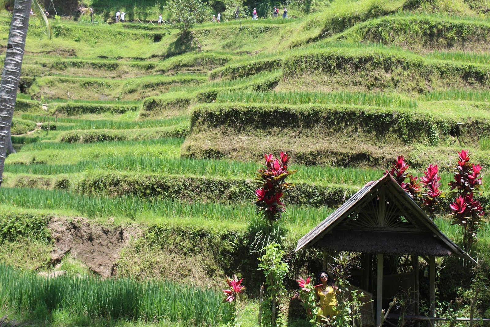 The best place to see rice terraces in Bali, Indonesia - DocDivaTraveller