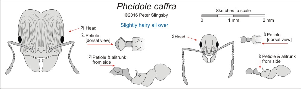 - Ants of Southern Africa -: Pheidole species: House or Big-headed ants
