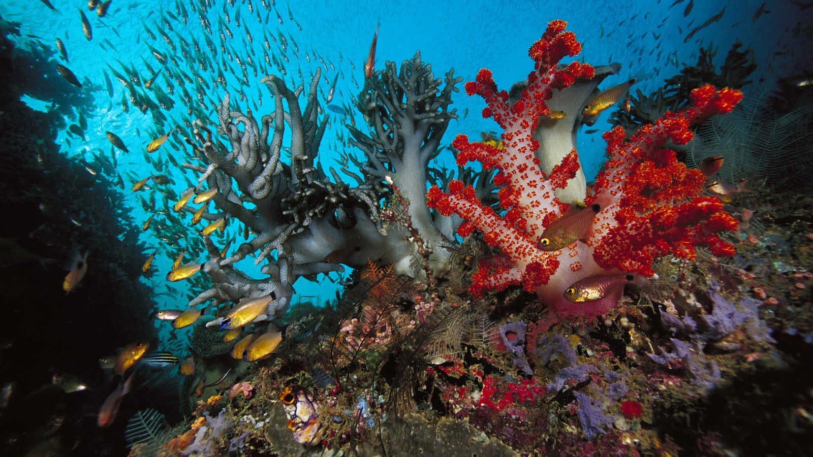 Save The Coral: Over koraalriffen