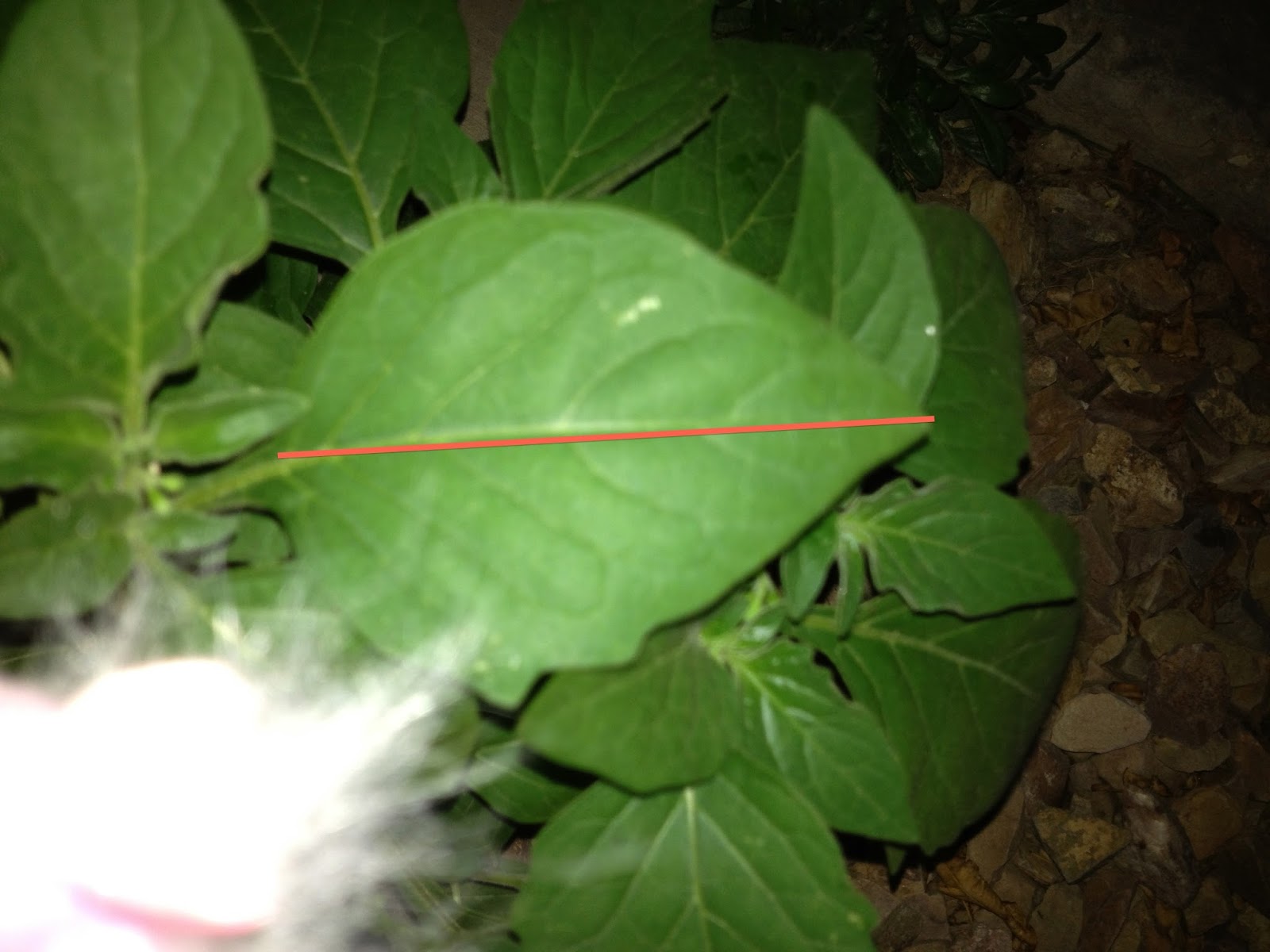 bilateral symmetry - AP Bio_Nguyen