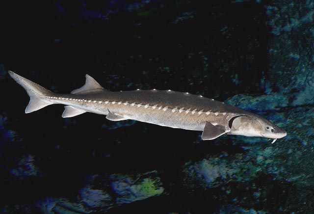 Real Monstrosities: Sturgeon