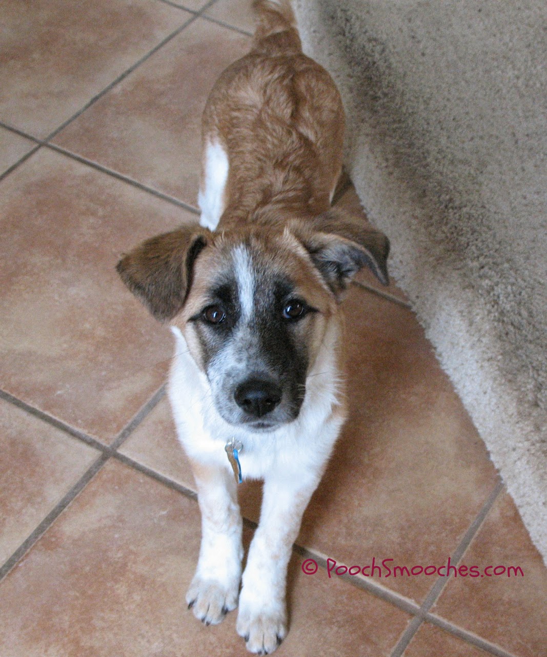 Pooch Smooches: Monday Mischief: Puppy Mischief - What To Expect!