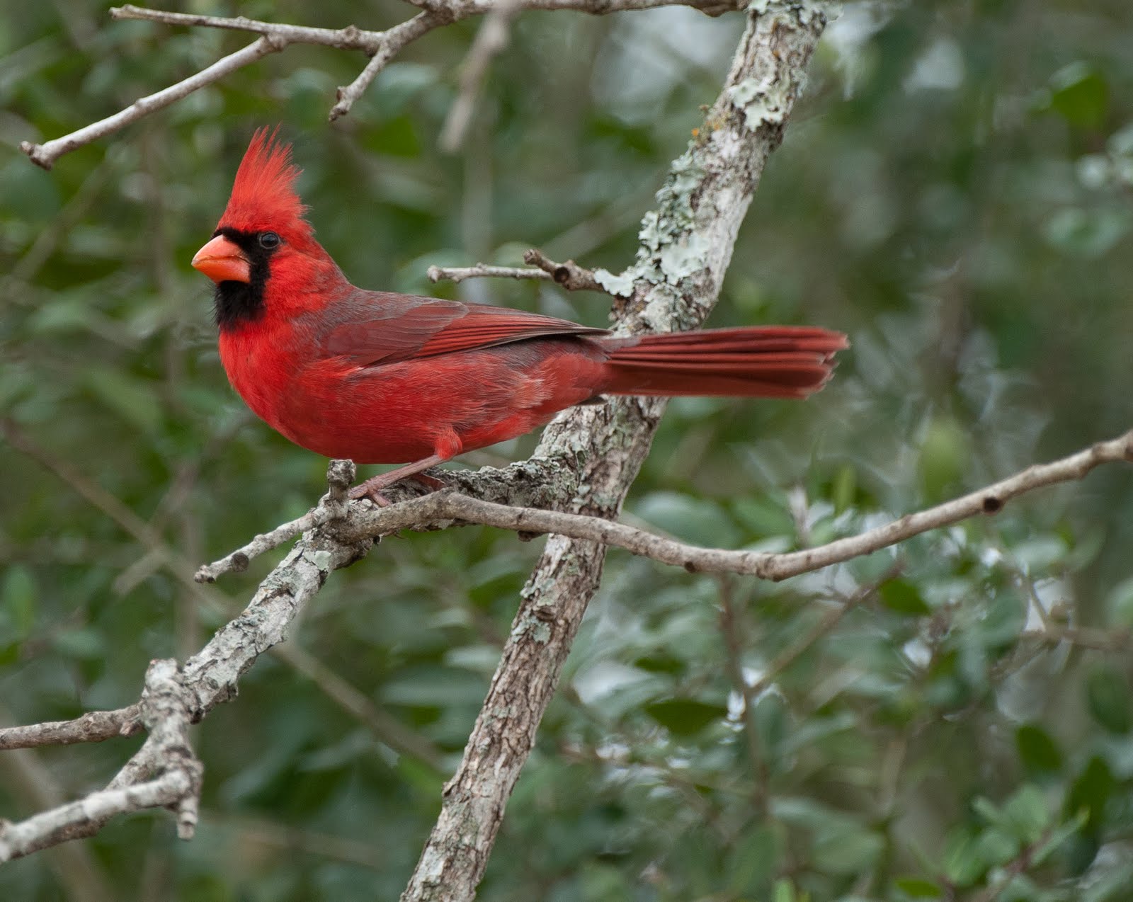Birds of Different Feathers: Birds of Central Texas