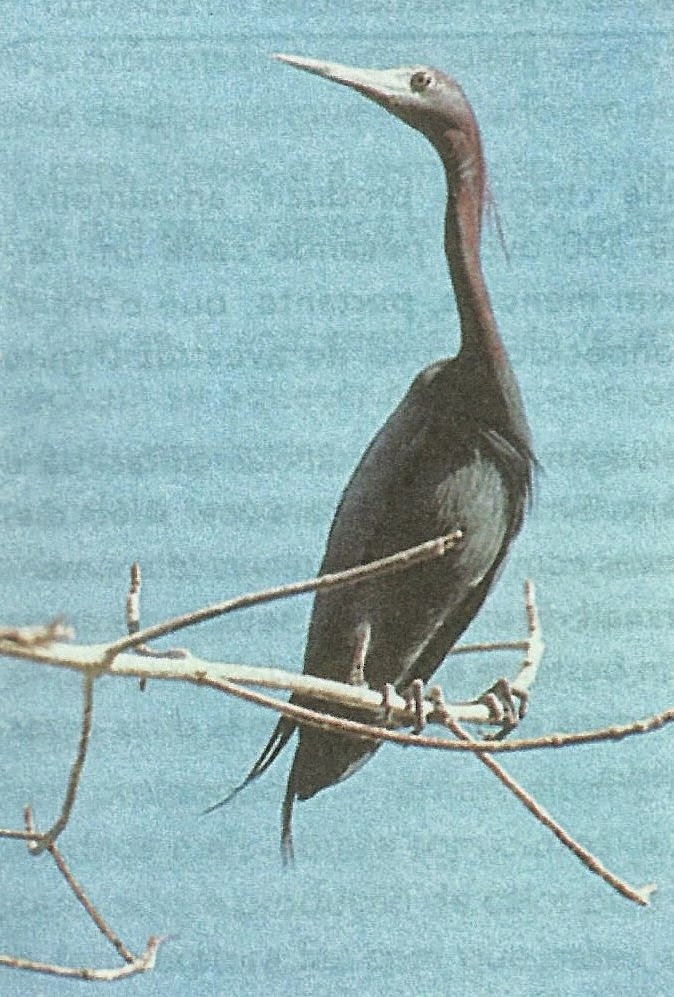 Segundo Ano Biologia: Aves