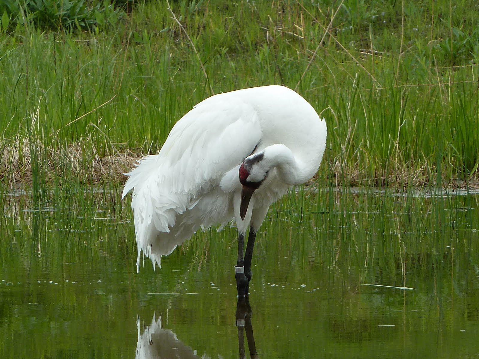 Penelopedia: Nature and Garden in Southern Minnesota: Whooping Cranes