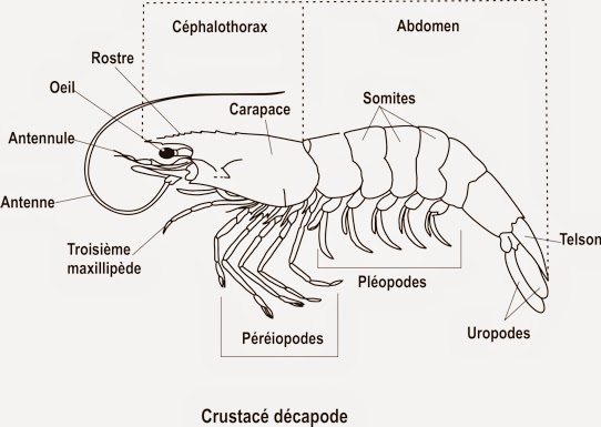 Les CRUSTACES ( MORPHOLOGIE ) ~ ecologie environnement