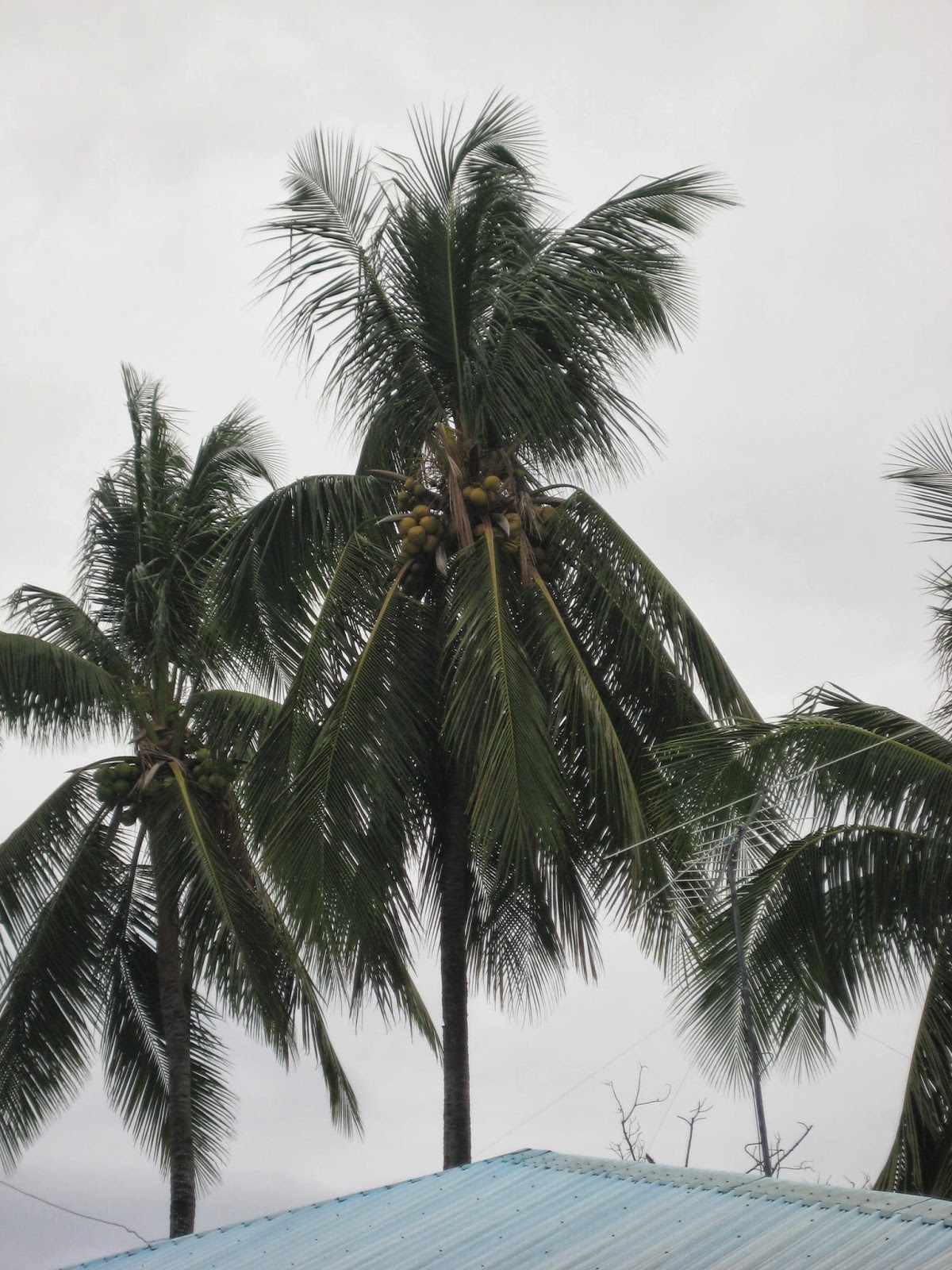 Maayo si Kinabuhi: OUR BALI HAI